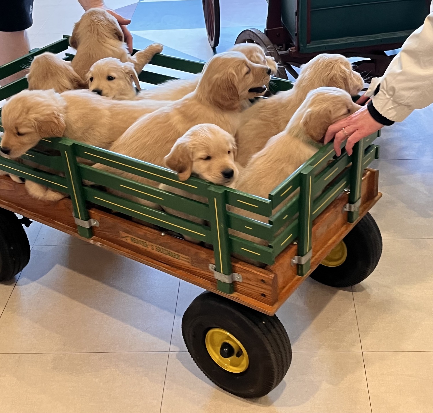 Mobile Veterinary Services - Silver Maple Veterinary Clinic