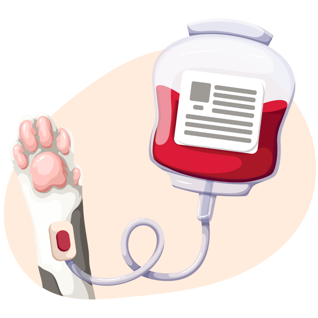 The Lifesaving Role of Blood Transfusions in Veterinary Medicine ...